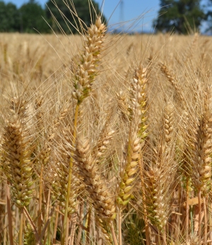 Presentan nuevas variedades de trigo de invierno | El Mercurio Campo