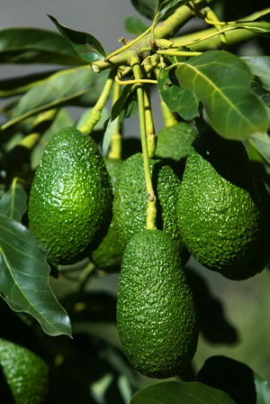 Recomendaciones para economizar agua en los paltos | El Mercurio Campo