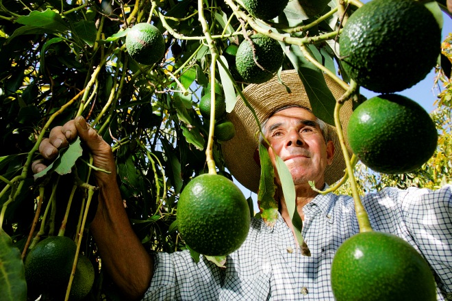 Portainjertos para paltos: ¿Cuál elegir? | El Mercurio Campo