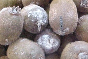 Las claves para mantener a raya la Botrytis en el kiwi | El Mercurio Campo