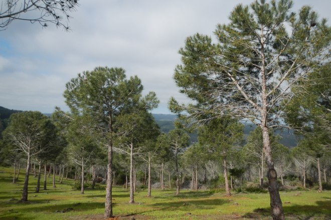 El potencial productivo del piñón en Chile | El Mercurio Campo