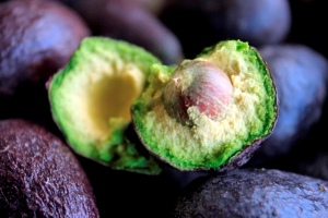 Nuevas variedades de paltas en Chile: ¿Hacia dónde avanzan los ...