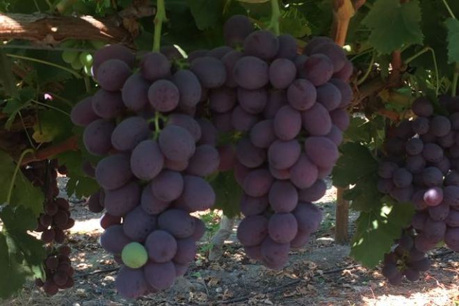 Nuevas variedades irrumpen en la producción de uva de mesa de Chile ...
