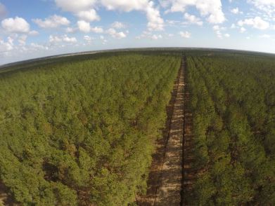 El Mercurio Inversiones - cmpc y copec se llevan las ultimas ...