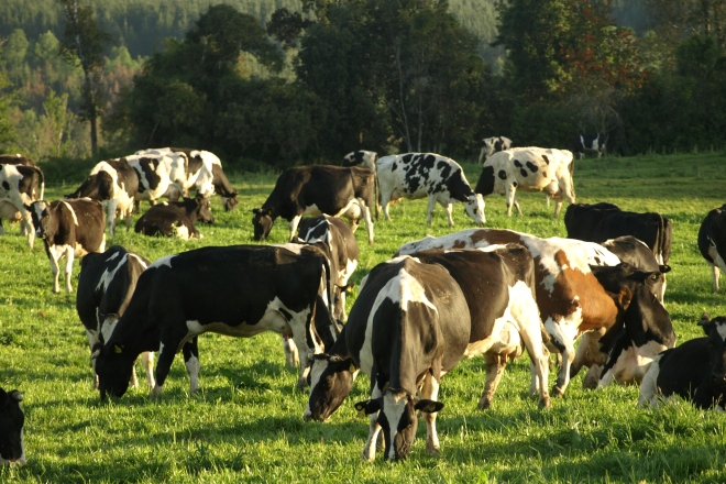 La ganadería, vive | El Mercurio Campo