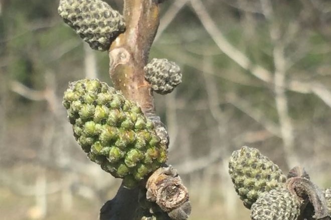 Cómo hacer un adecuado uso de la cianamida hidrogenada en nogales | El ...